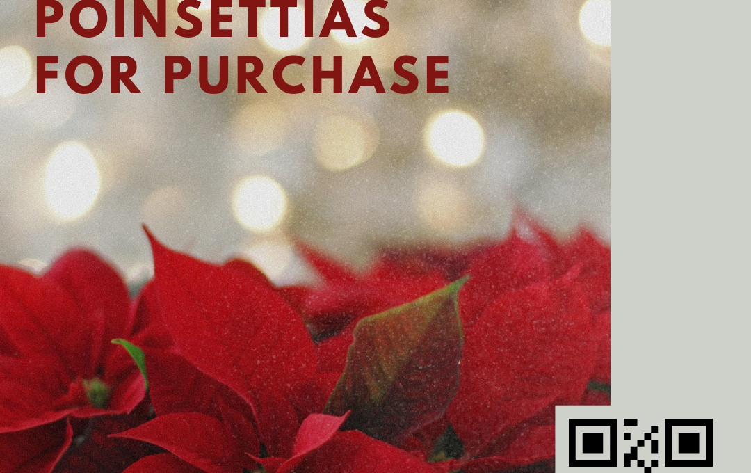 Annual Poinsettia Fundraiser – Junior League of Ann Arbor